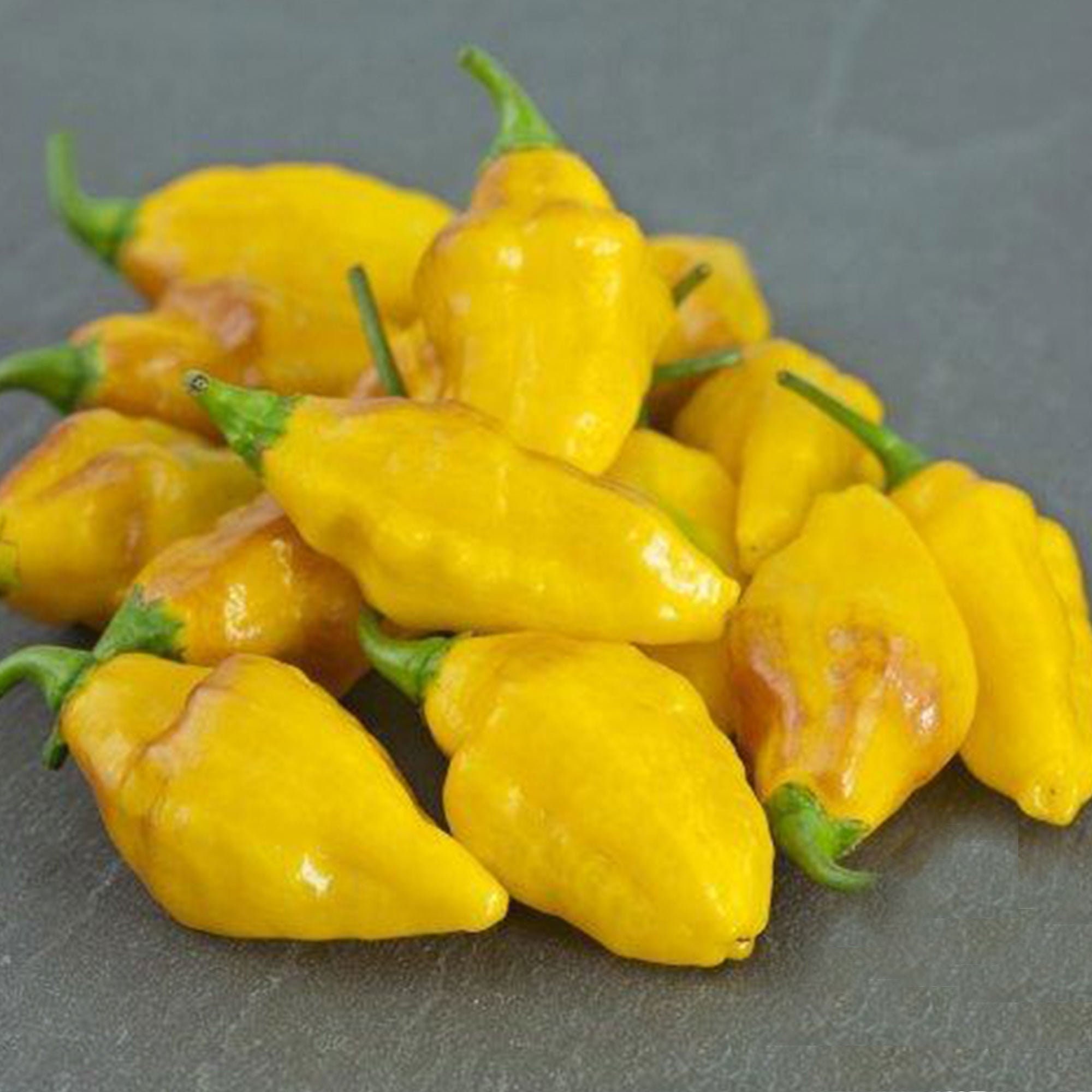 Habanero Mayan Yellow Pepper Seeds - Etsy