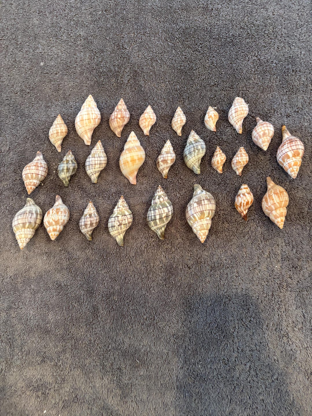 25 Sanibel Island Banded Tulip Shells Great for Crafting & Collecting ...