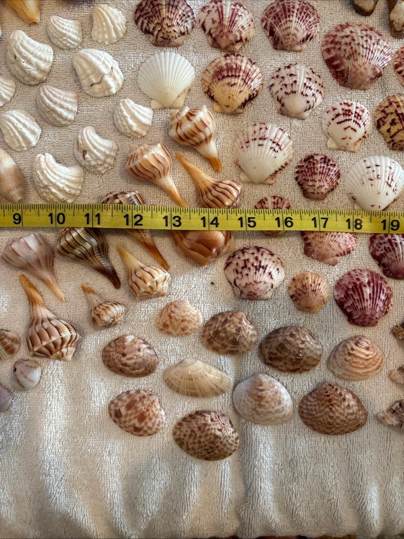 100 Mixed Lot Sanibel Island Sea Shells!!! - Etsy