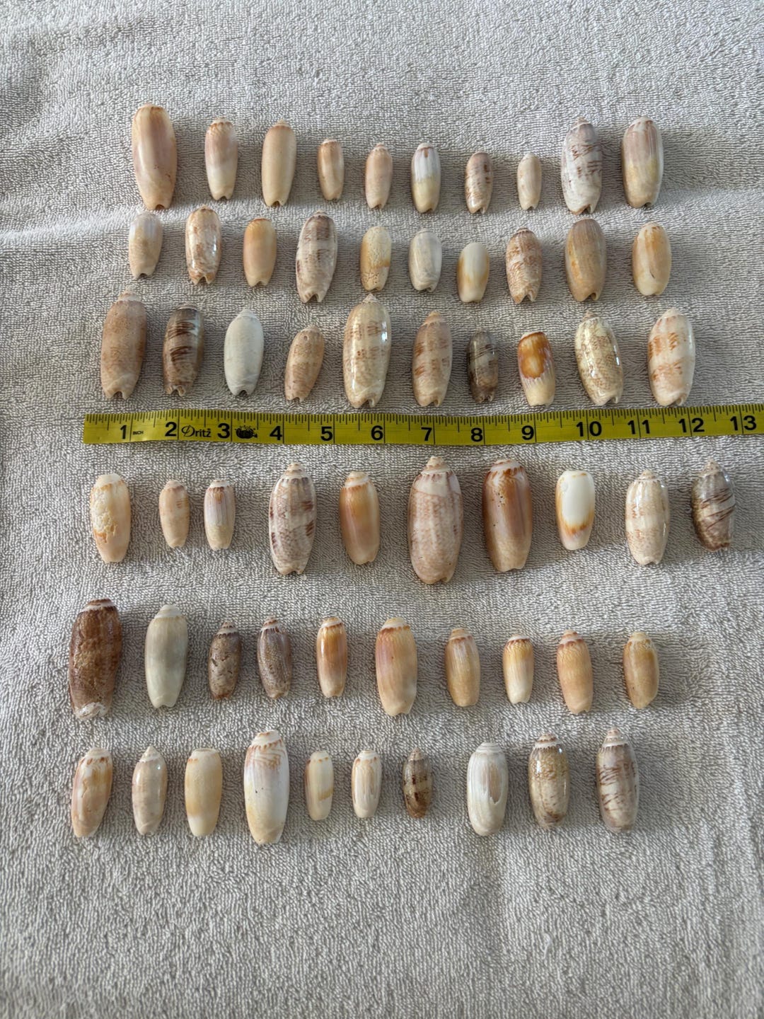 Sanibel Island Olive Shells: Crafting & Collecting, Set of 60 - Etsy