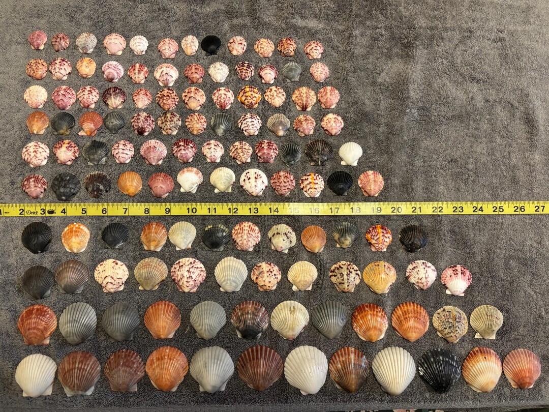 120 Sanibel Island Scallop Sea Shells. Great for Crafting & Collecting ...