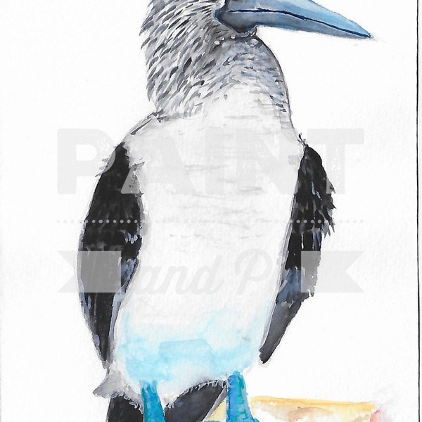 Blue Footed Booby - Etsy