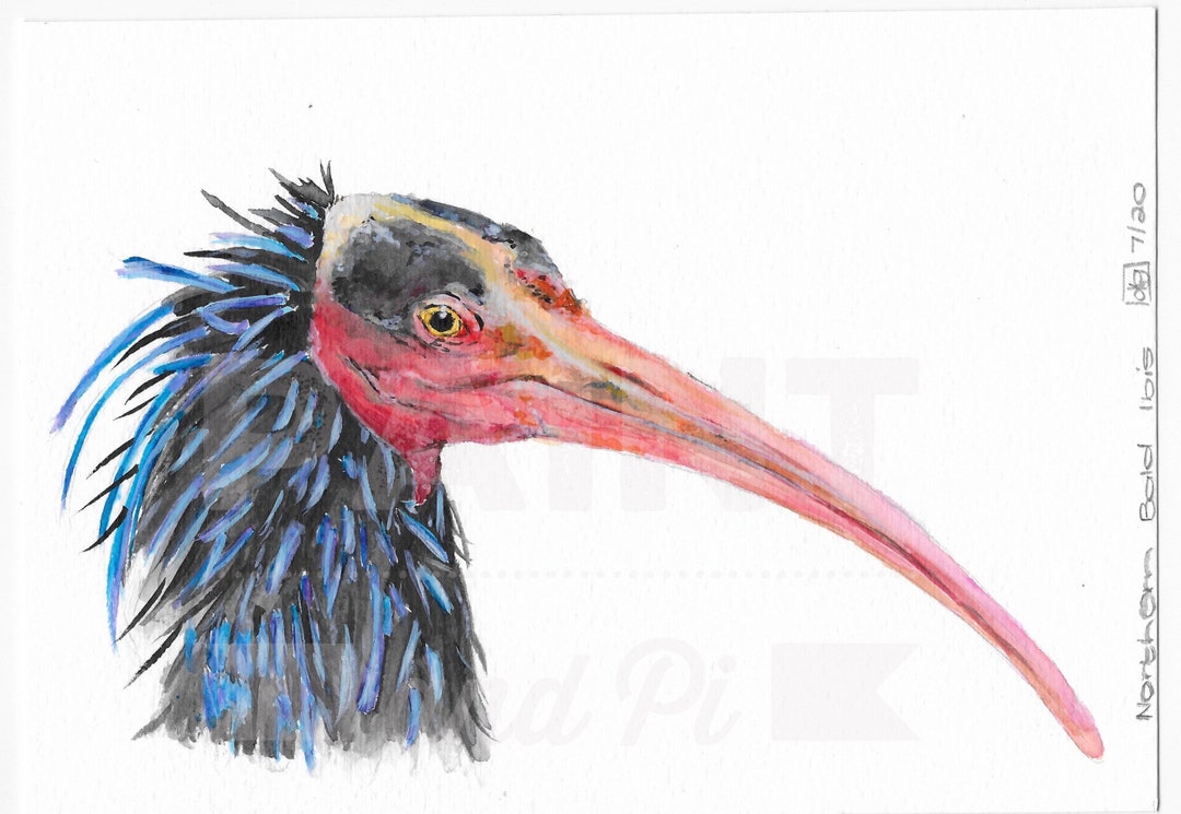 Watercolour Northern Bald Ibis - Etsy