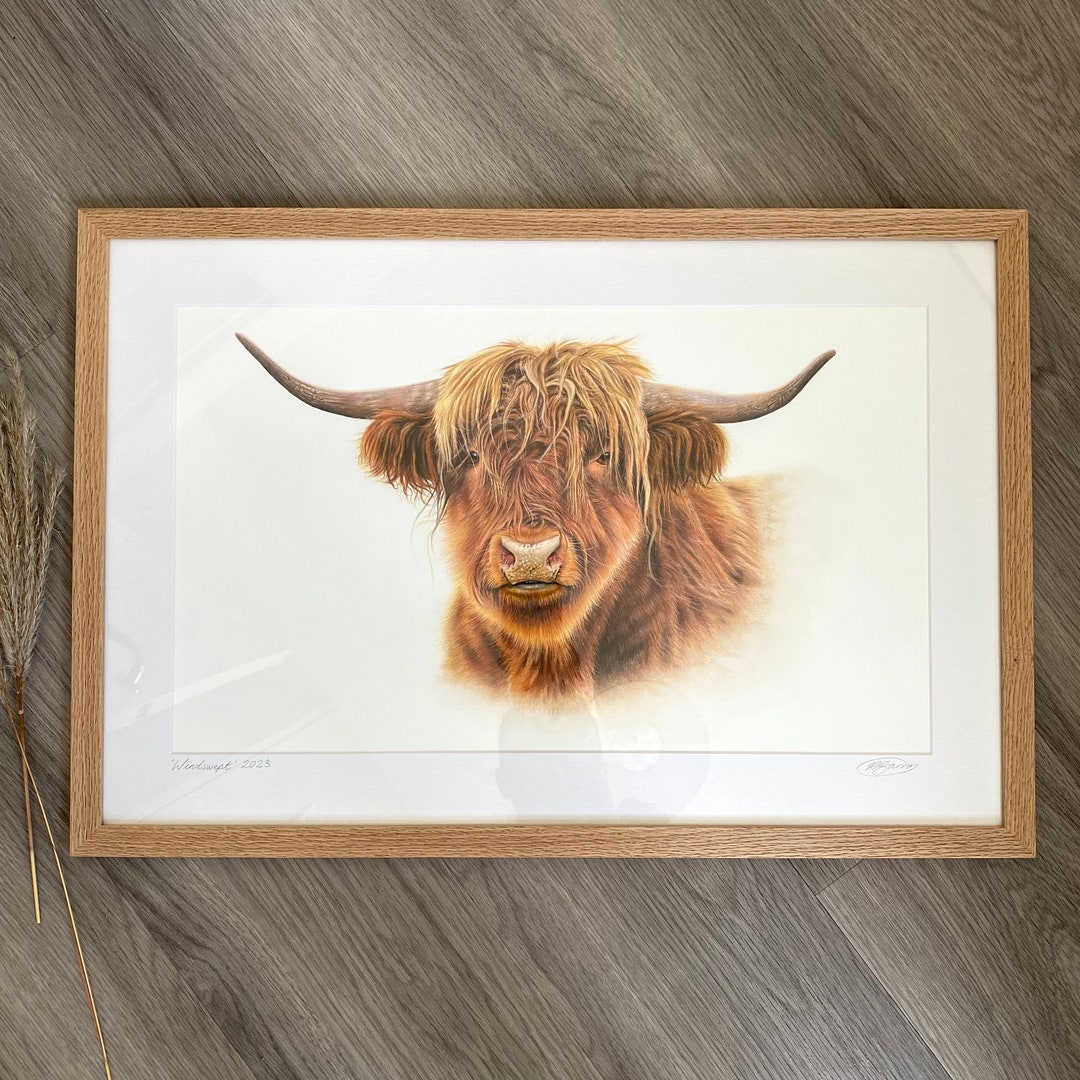 Original Artwork, Highland Cow 'windswept', Coloured Pencil Drawing ...