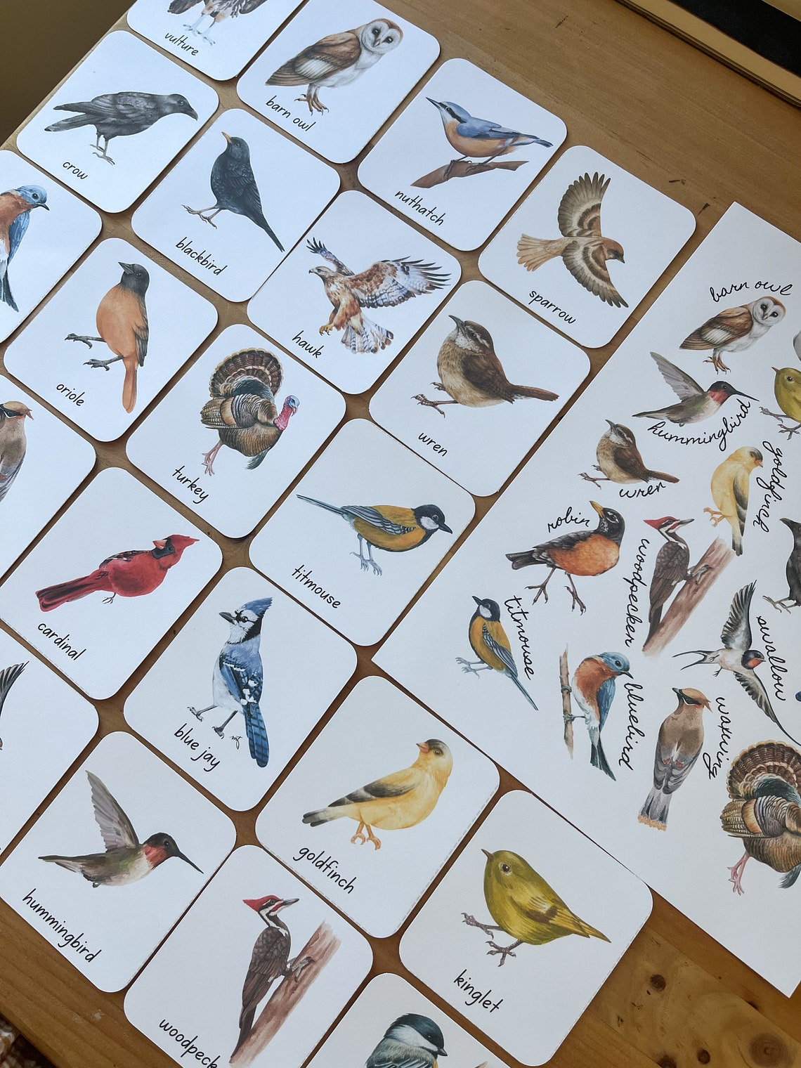 Bird Flash Cards & Poster Printable, Educational Digital Download for ...