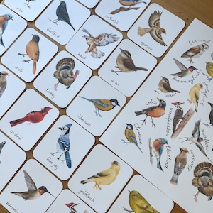 Bird Flash Cards & Poster Printable, Educational Digital Download for ...