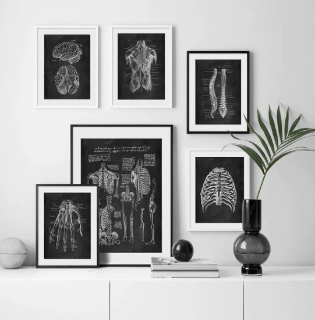 Anatomy Blackboard Canvas Prints • Wall Art • Medical Poster Prints ...
