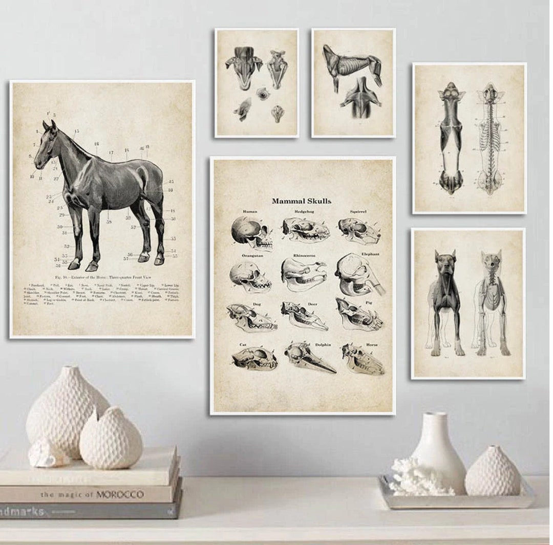 Vintage Veterinary Animal Anatomy Canvas Prints • Wall Art • Minimalist ...