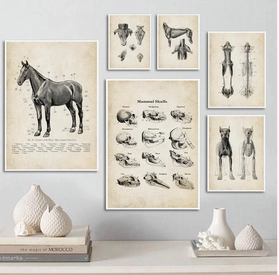 Vintage Veterinary Animal Anatomy Canvas Prints Wall Art | Etsy