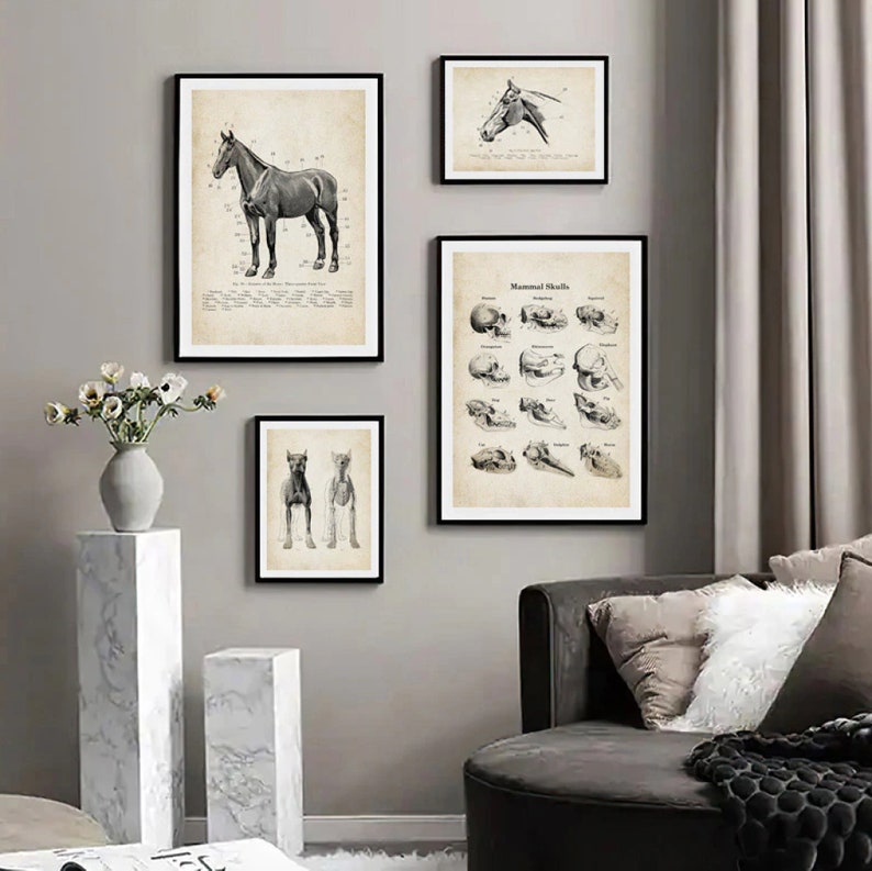 Vintage Veterinary Animal Anatomy Canvas Prints Wall Art | Etsy