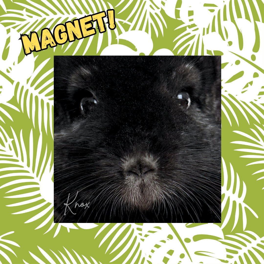 Knox the Chinchilla - Sticker/magnet Singles - Etsy