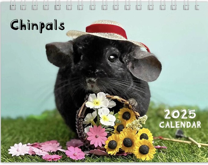 2025 Chinpals Chinchilla Wall Calendar - Etsy