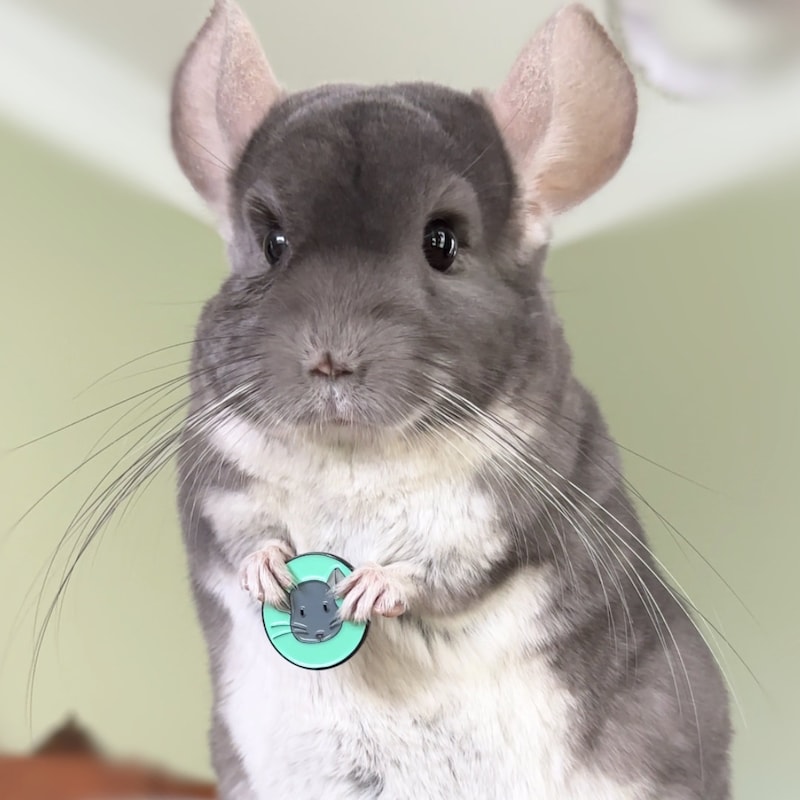 Chinchilla - Etsy