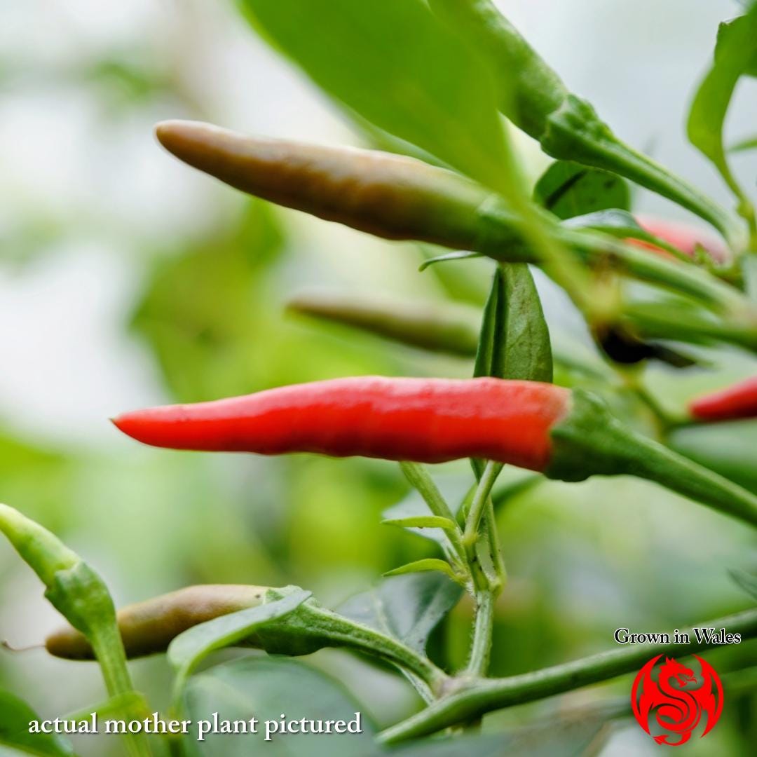 Demon Red Chilli Seeds (10) – Compact Hot Pepper – UK Grown 2025 ...