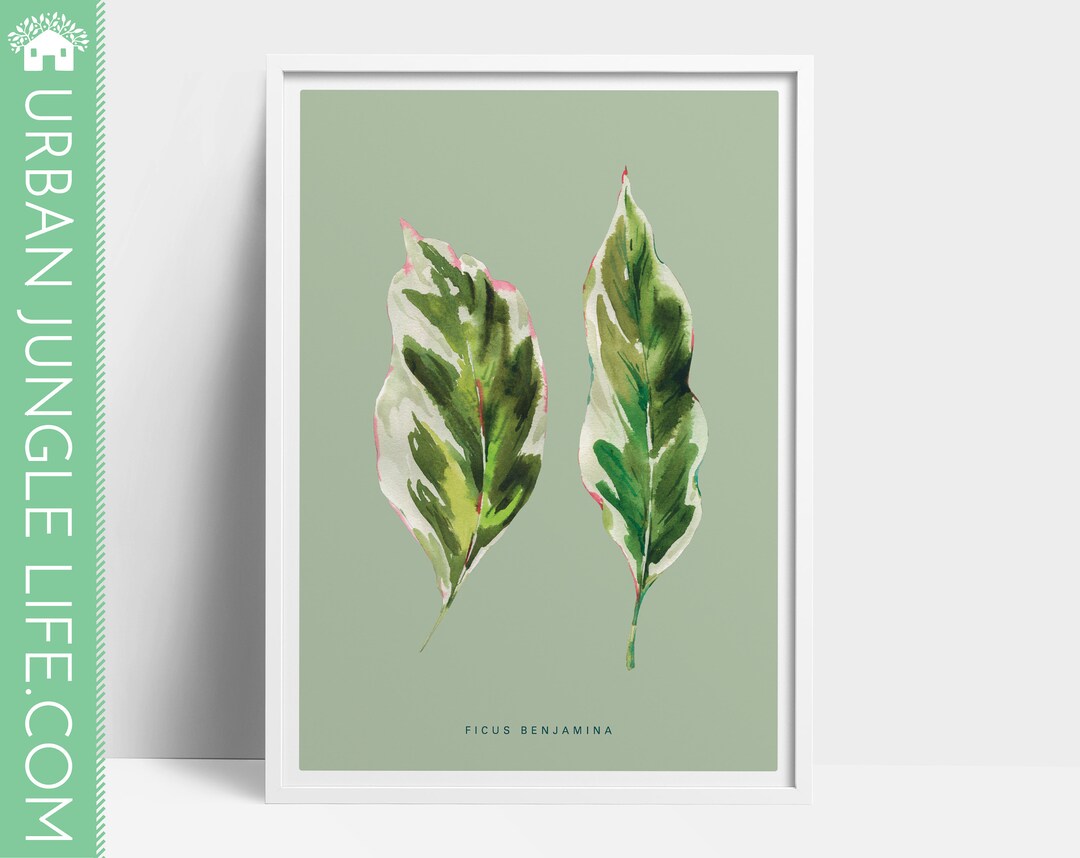 Watercolor Ficus Benjamina Wall Art, House Plant Poster, Plant Lover ...