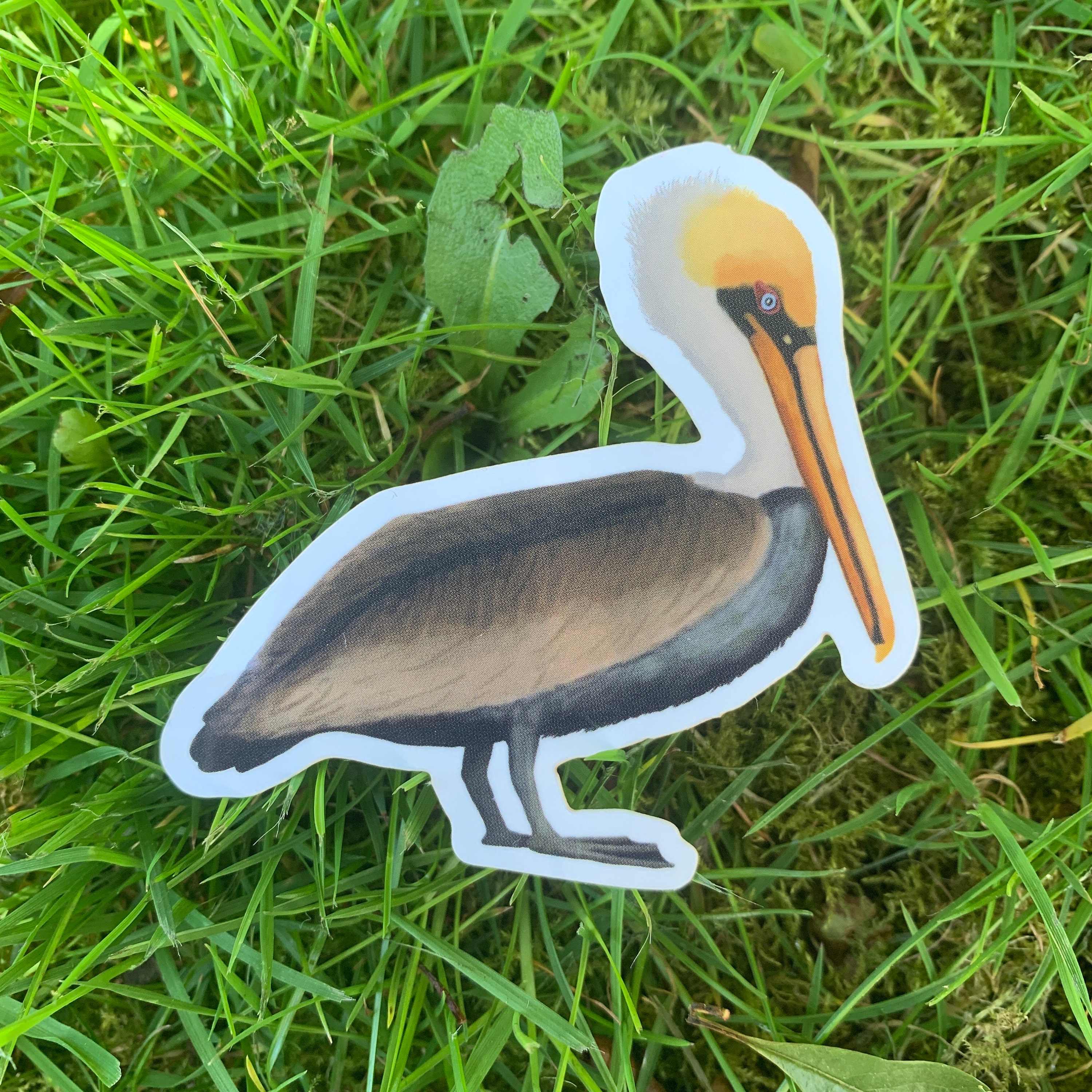 Brown Pelican Vinyl Sticker Salish Sea Marine Bird Decal - Etsy