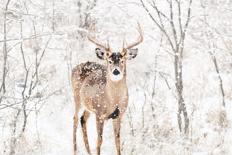 Buck in Winter Watercolor Printable Art | Christmas Snow Scene Artwork ...