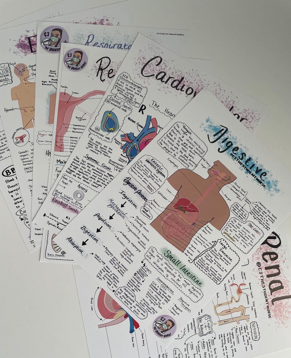 Anatomy & Physiology Posters - Etsy