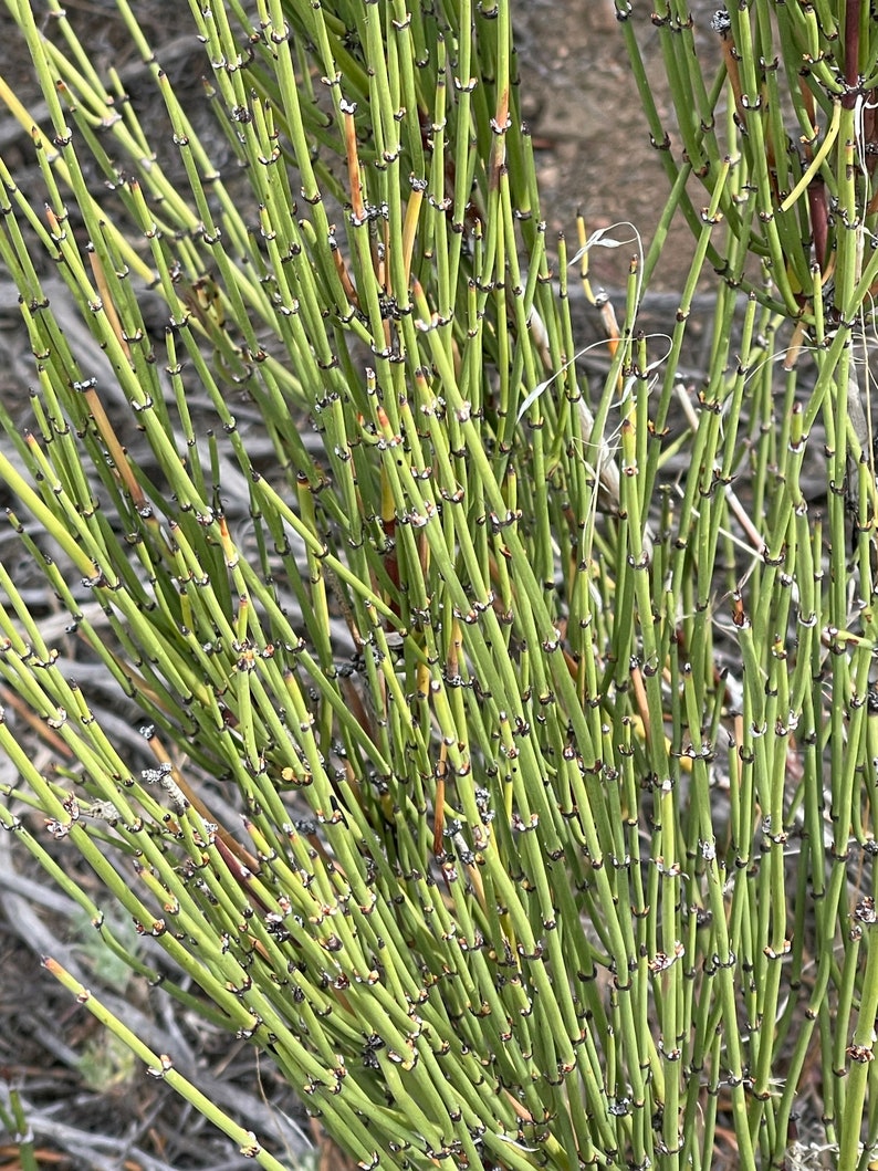 1 Lb Fresh Cut Wild Foraged Green Mormon Tea Organic Bonus Included Low ...