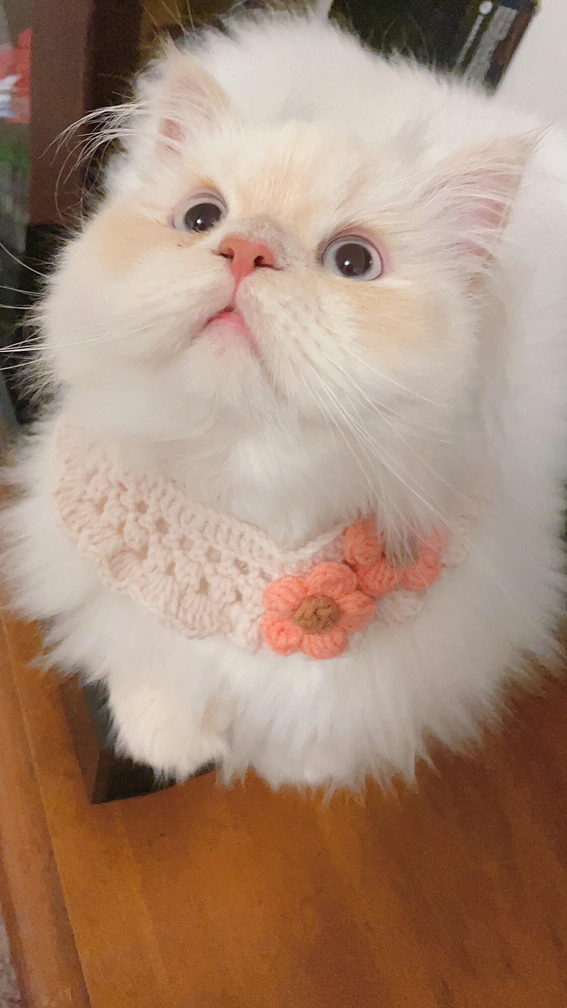 Offset Dual Flower Wide Collar Variety Color Collar for Cat | Etsy