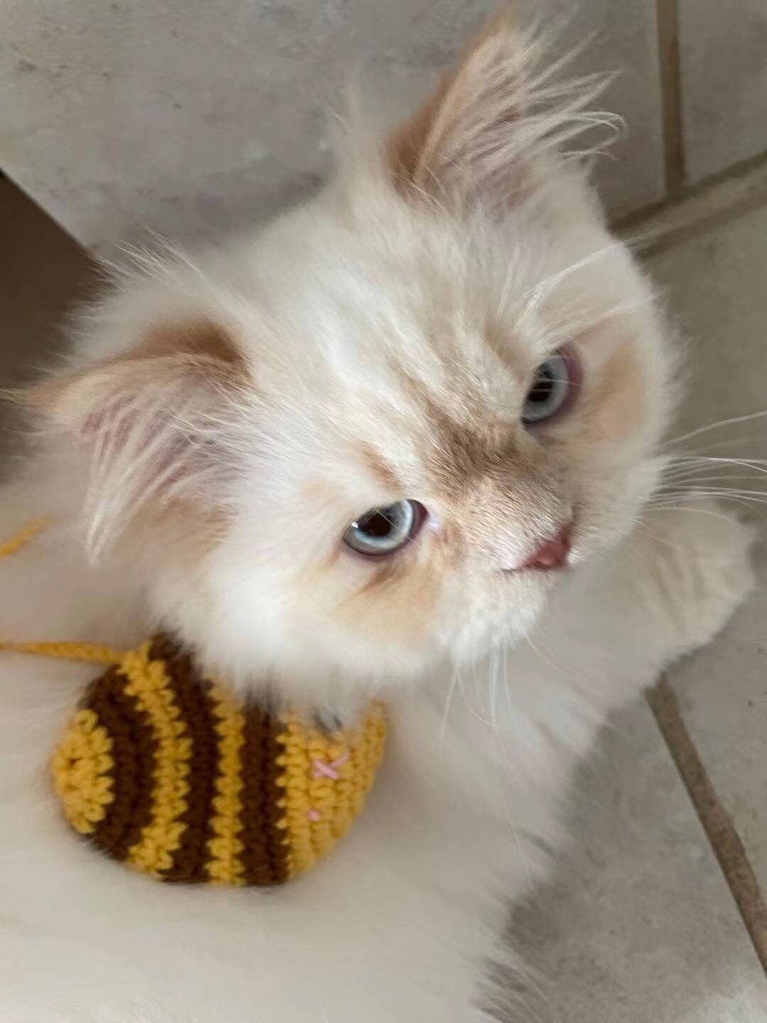 Blushing Bee Bag or Coin Purse for Kids or Small Animals, Desigbed to ...