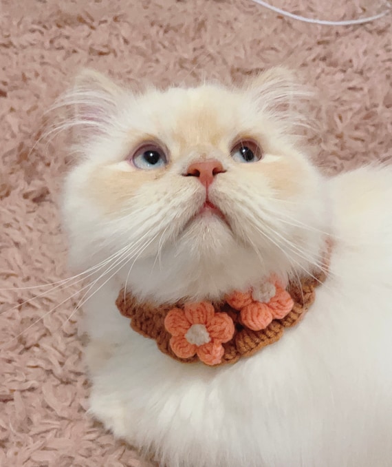 Offset Dual Flower Wide Collar Variety Color Collar for Cat | Etsy