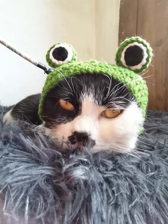 Cats With Frog Hats