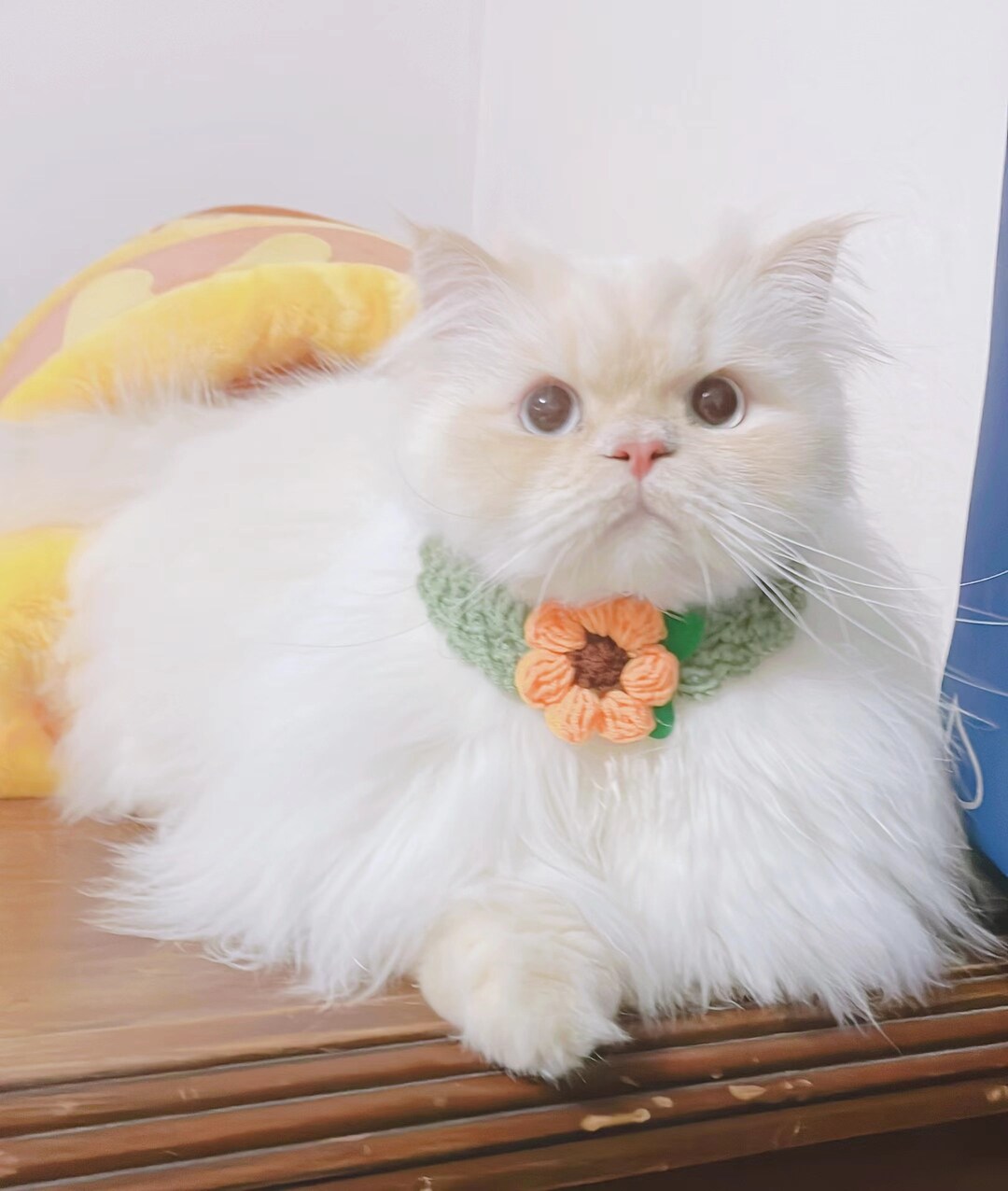 Peach Sun Flower Wide Collar in Beige, Green, or Purple for Cats or ...