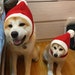 Red Christmas Knitted Hat / Beanie for Cat or Dog Small and - Etsy
