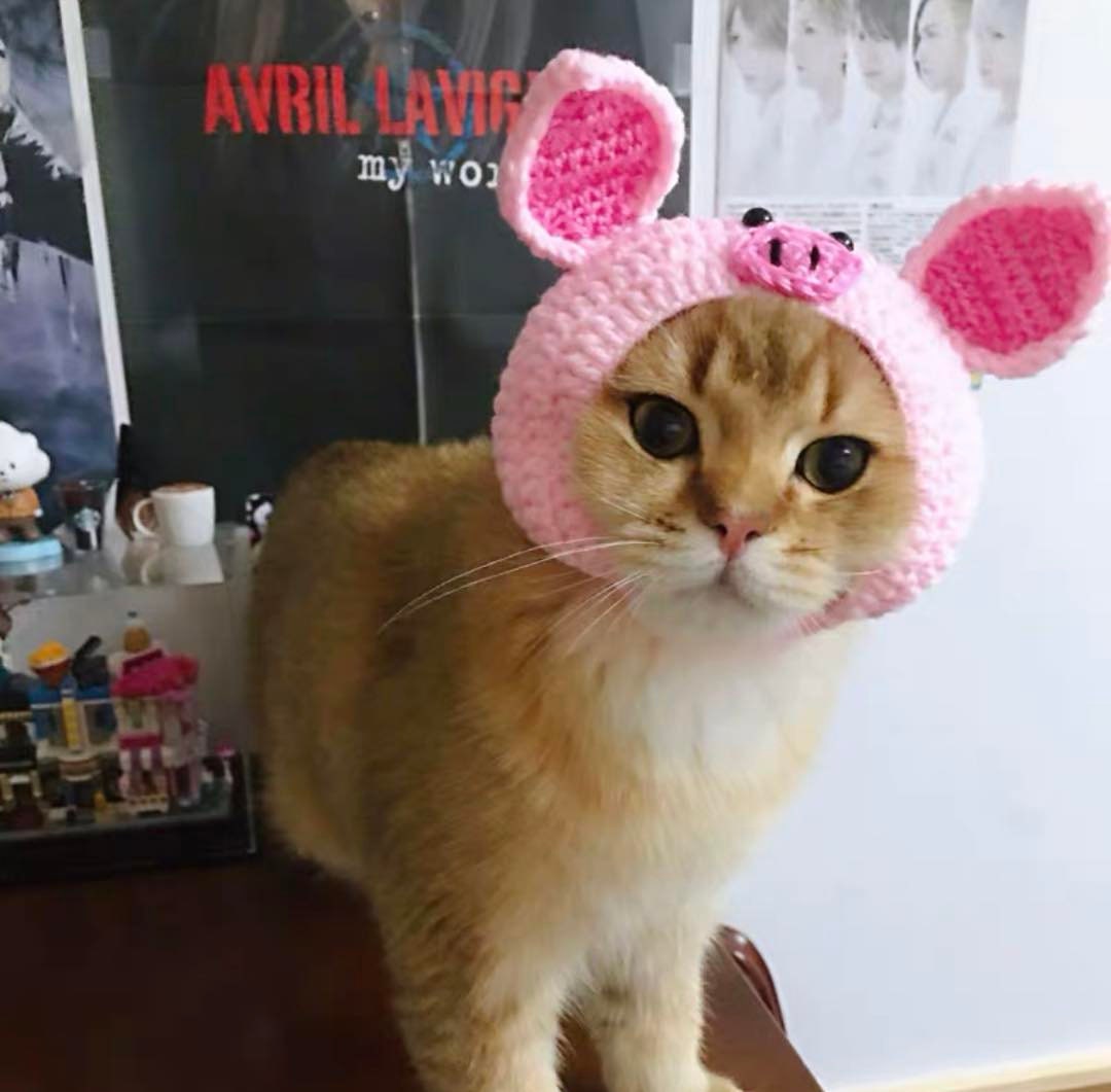 Pink knitted yarn pig hat for cat or samll animal small and | Etsy