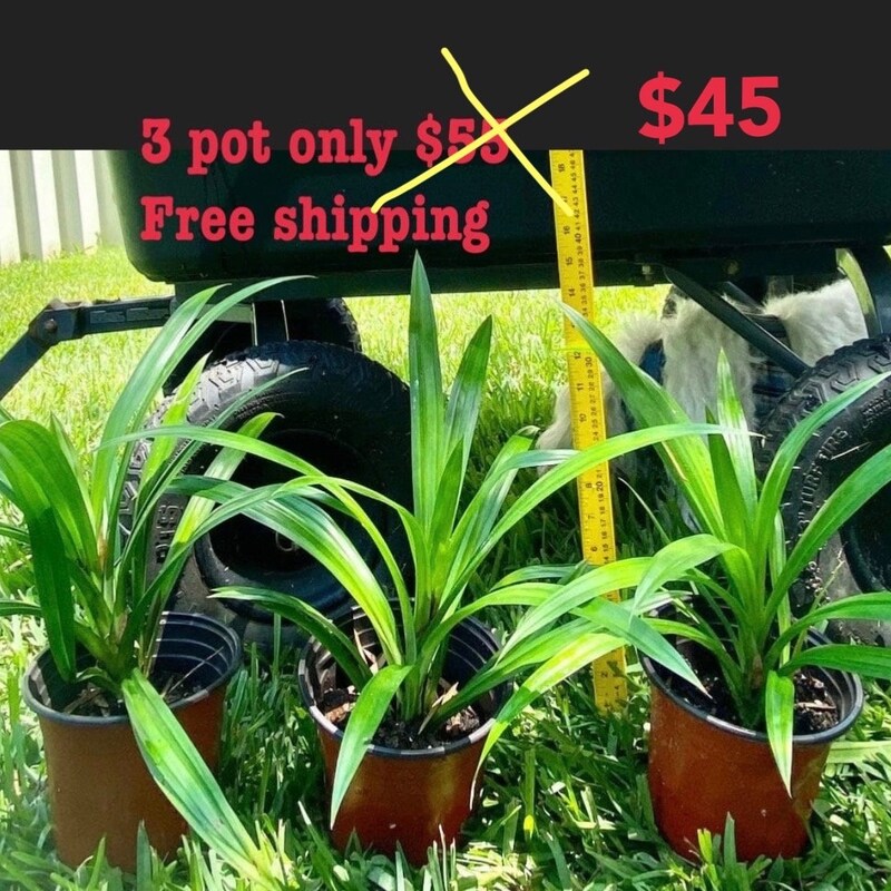 Pandan - Etsy
