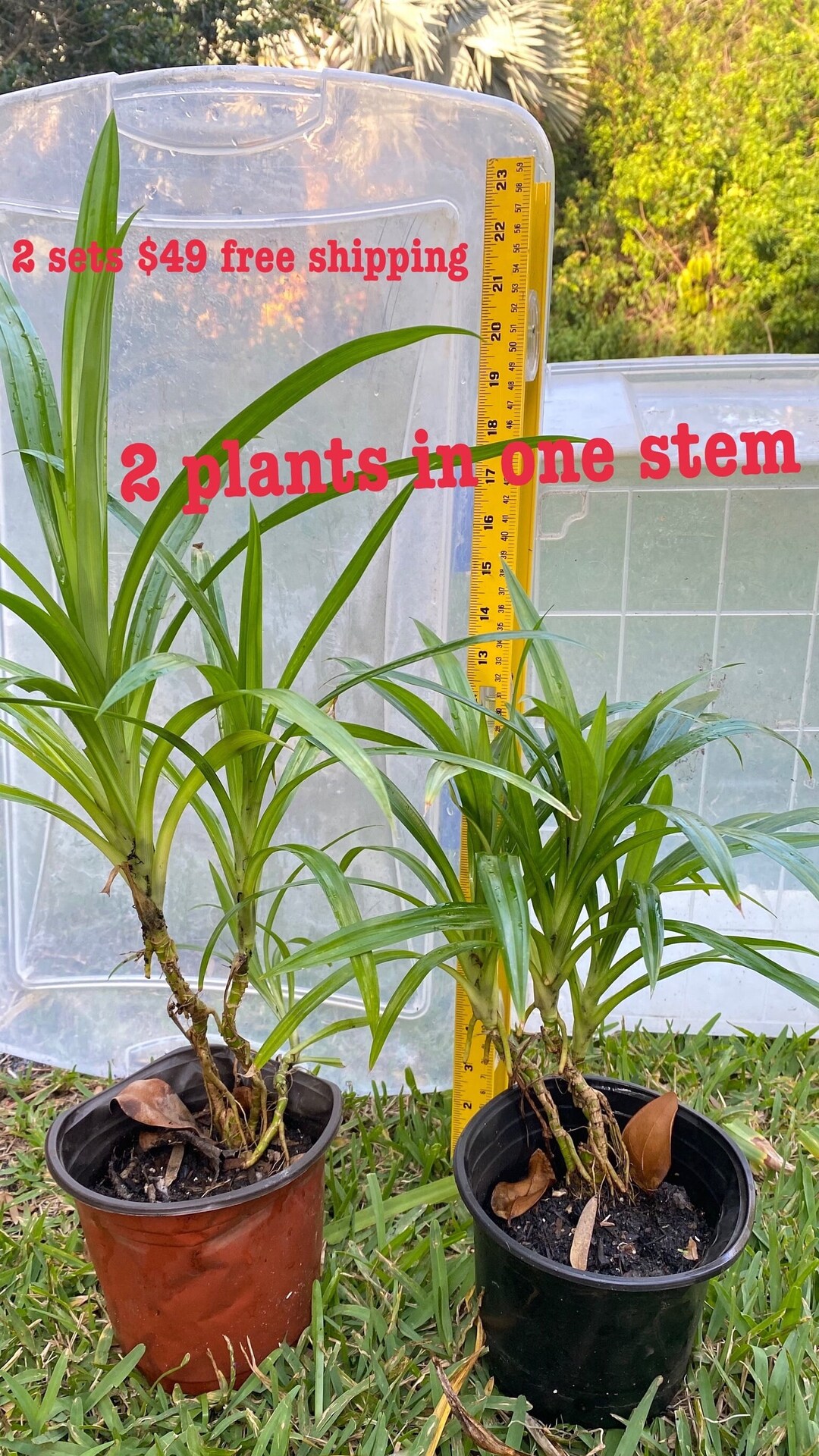 Pandan Plants 2 Plants in One Stem. Free Shipping. Not Ship to CA - Etsy