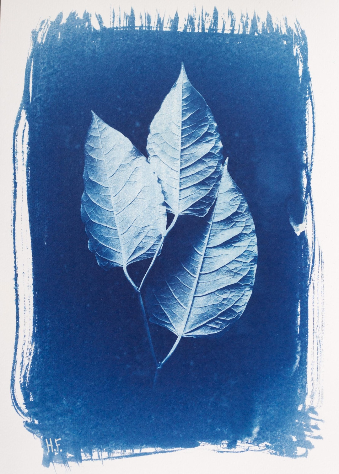Leaves Cyanotype Print From Negative A4 Size - Etsy