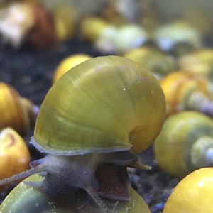 Snail Snacks 8oz, Food Pellets, Mystery Snail, Ramshorn Snail, MTS ...