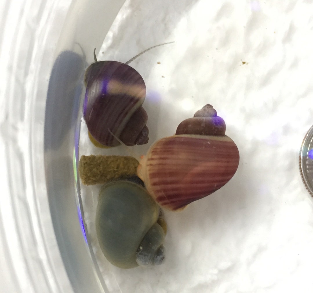 Snail Snacks 8oz, Food Pellets, Mystery Snail, Ramshorn Snail, MTS ...