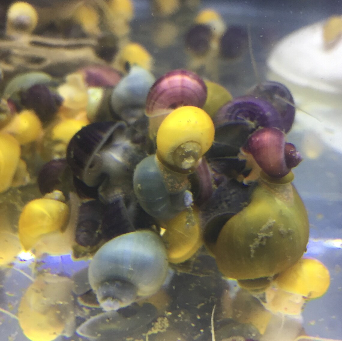 Snail Snacks 2 Oz. Aquatic Snail Food Sticks Mystery Snail - Etsy