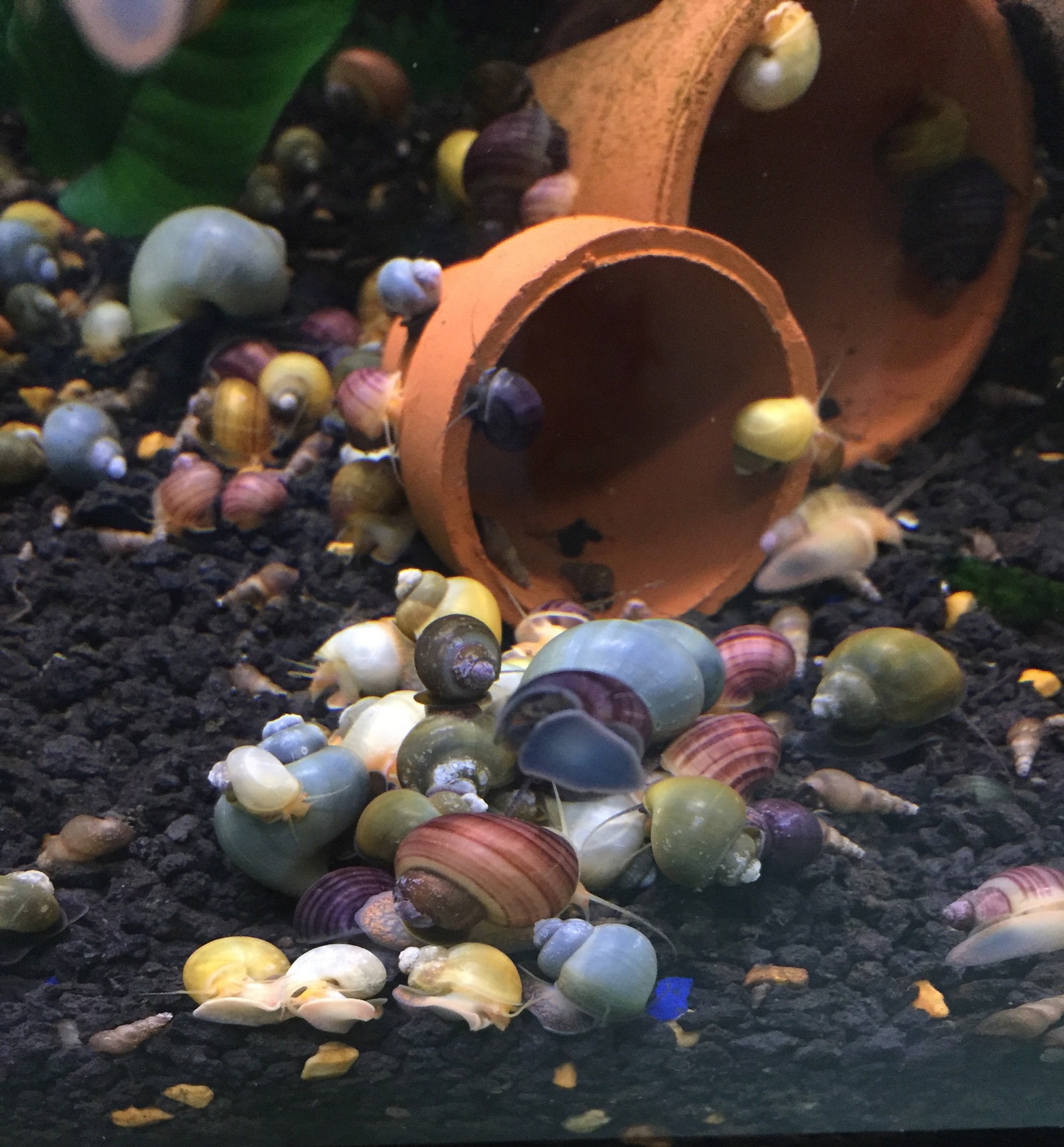 Super Snello 8oz, Aquatic Snail Food, Dehydrated, Snail Jello, Mystery ...