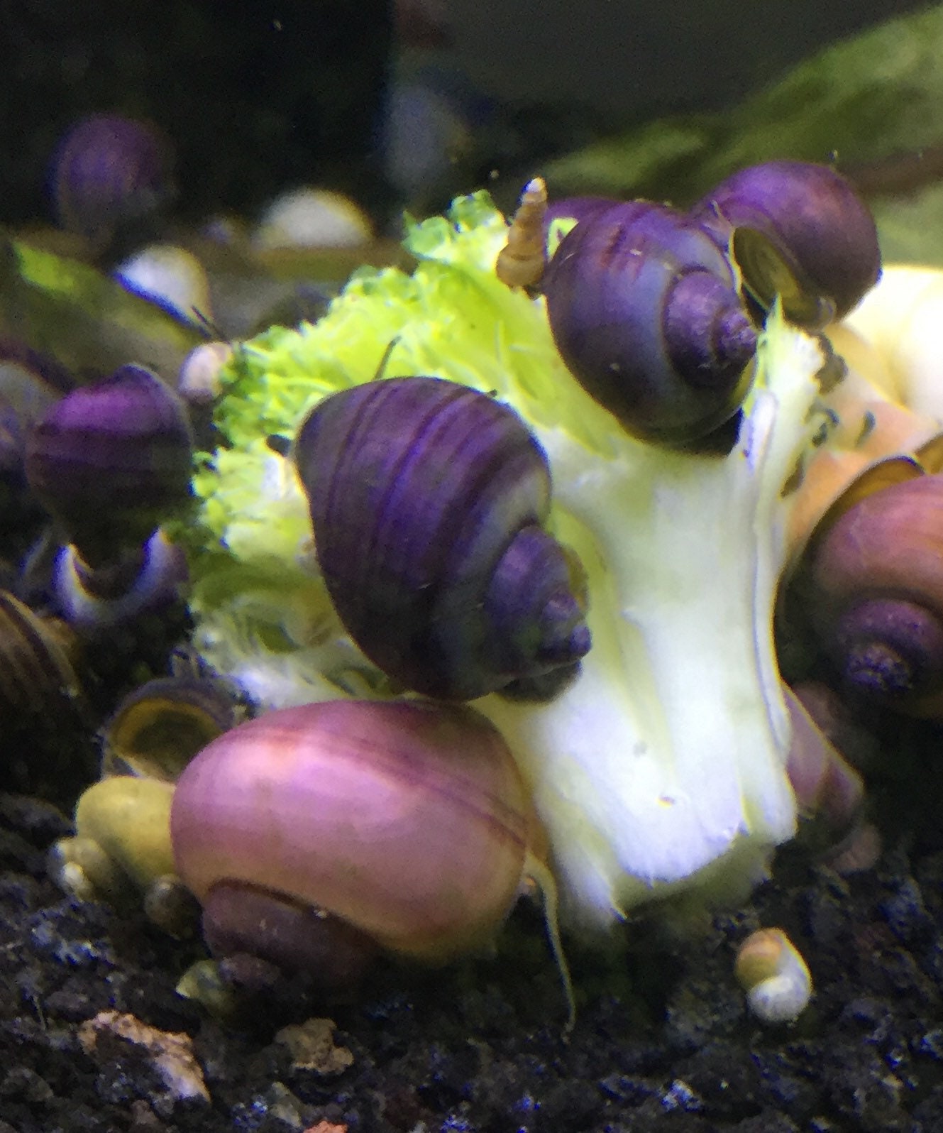 Super Snello 4 Oz Aquatic Snail Food Dehydrated Shelf | Etsy