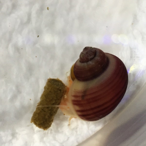Snails - Etsy