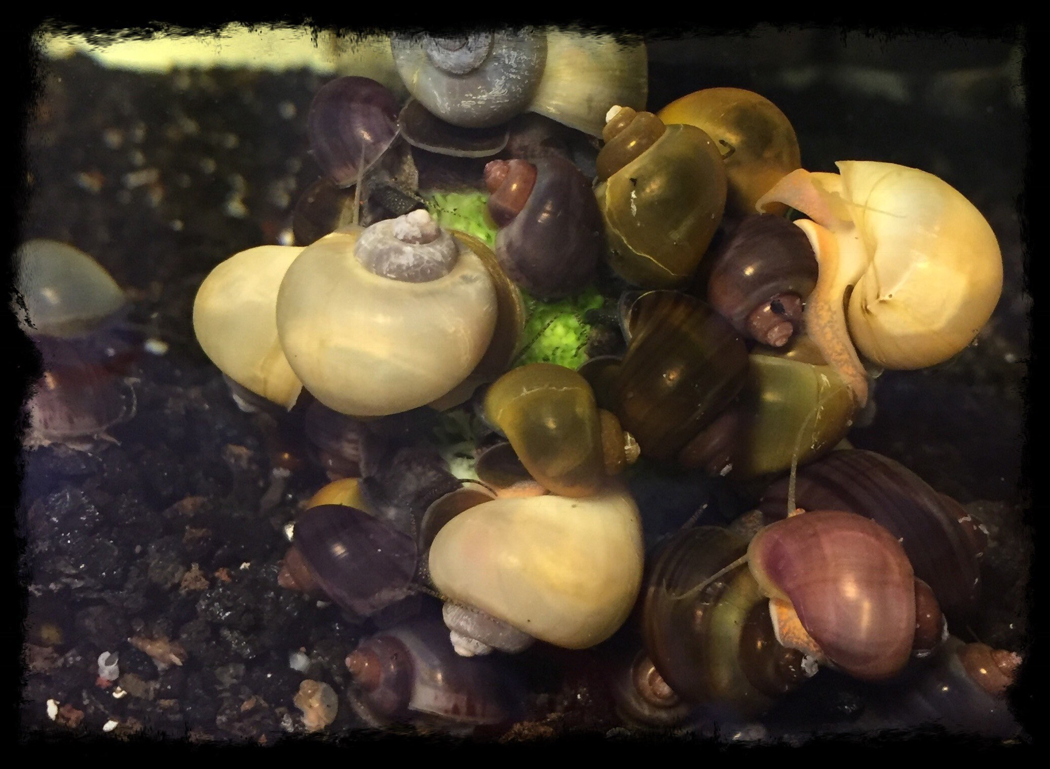 Mystery Snail Mating
