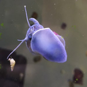 Snail Snacks 8oz, Food Pellets, Mystery Snail, Ramshorn Snail, MTS ...