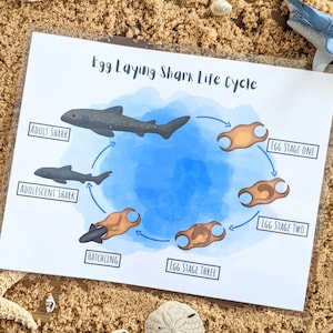Shark Life Cycle - Poster, Shark Unit Study, Busy Book Activity, Ocean ...