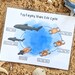 Shark Life Cycle - Poster, Shark Unit Study, Busy Book Activity, Ocean ...
