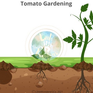 Tomato Gardening Busy Book Activity Printable - Garden, Science, Life ...