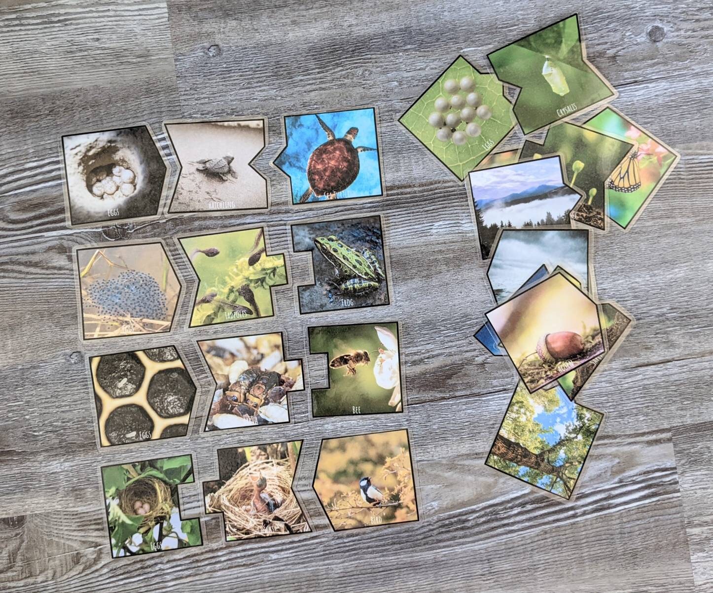 Life Cycle Puzzle Cards Animals Science Homeschool - Etsy