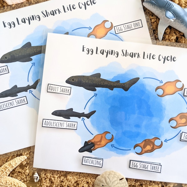 Shark Science Poster - Etsy