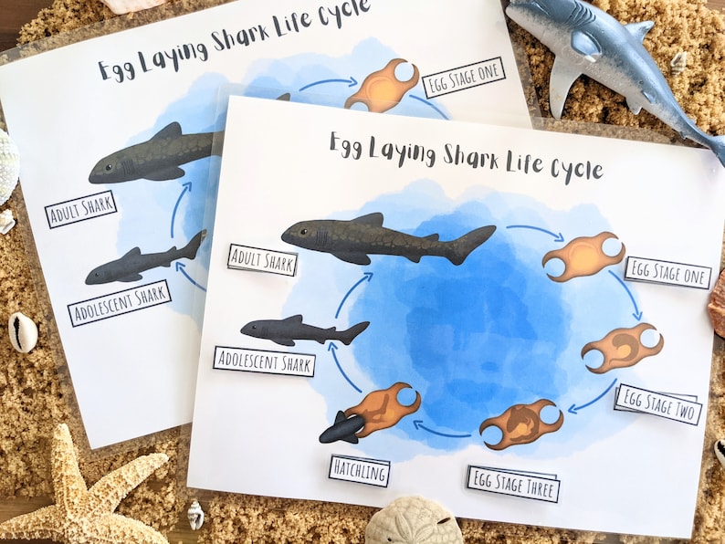 Shark Life Cycle - Poster, Shark Unit Study, Busy Book Activity, Ocean ...