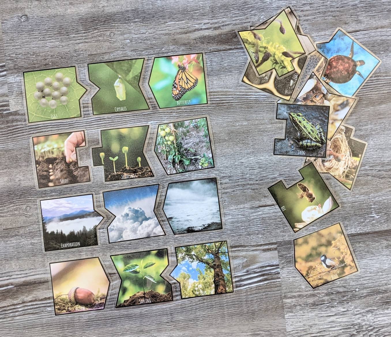 Life Cycle Puzzle Cards Animals Science Homeschool - Etsy