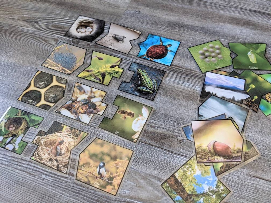 Life Cycle Puzzle Cards - Animals, Science, Homeschool, Preschool, Kids ...