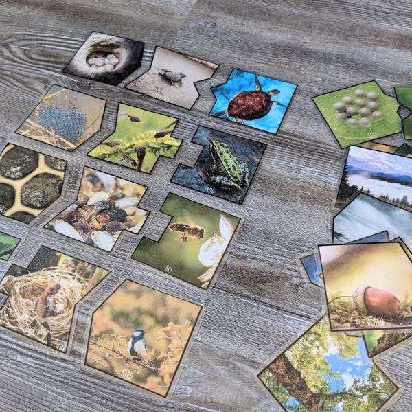 Life Cycle Puzzle - Etsy